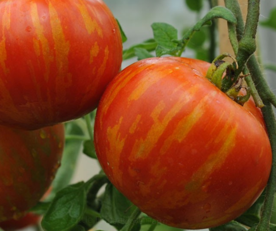 TOMATO Tigerella Seeds – Cobbii Creek Farm