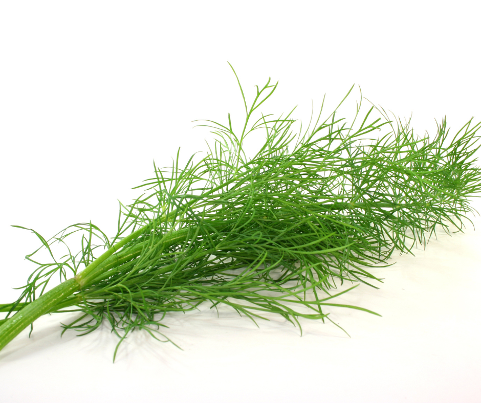 Dill Tetra Seeds – Cobbii Creek Farm