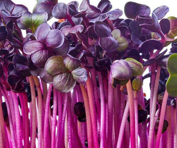 Radish Sango Seeds – Cobbii Creek Farm