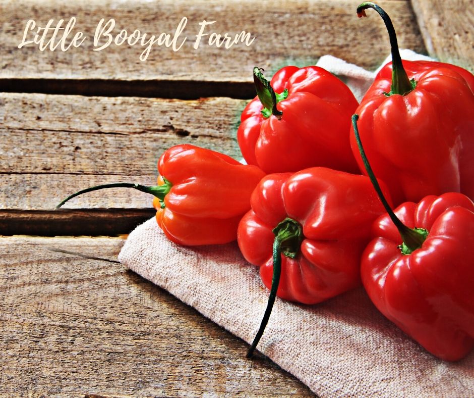 CHILLI - HABANERO Seeds – Cobbii Creek Farm
